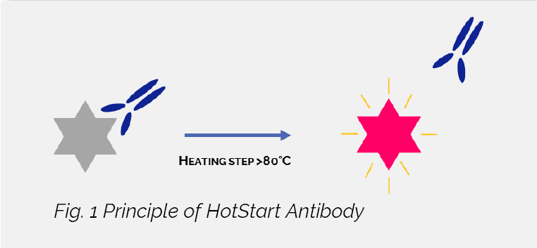 HotStart Antibody | Procomcure Biotech